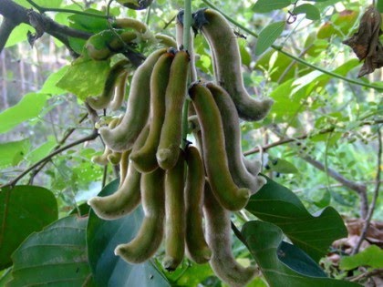 หมามุ่ย สมุนไพรสรรพคุณบรรเจิด เพิ่มสมรรถภาพทางเพศ ทีเด็ดอยู่ที่เมล็ด